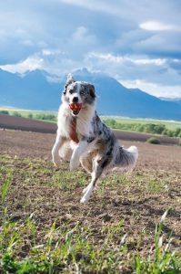 OSRS 99 Agility Guide | Best Tips & Training Methods - Big Red Pie